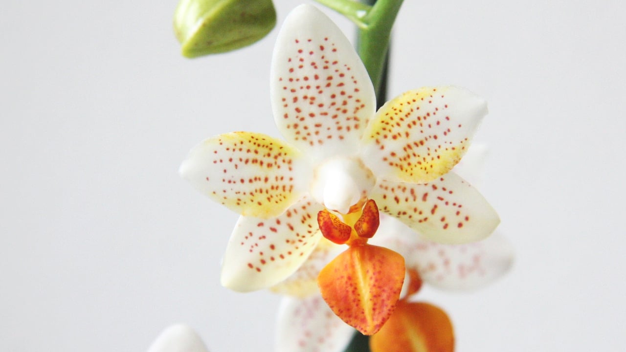5 Tiny Plants To Grow To Liven Up Your Living Space
