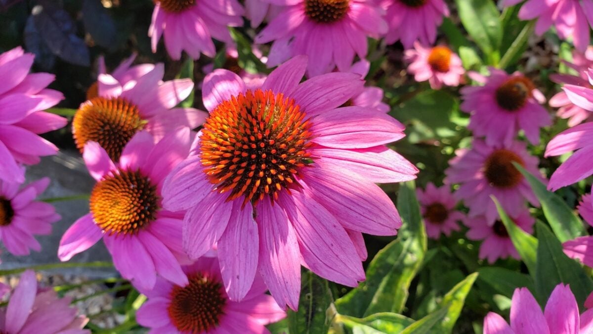 20 Self-Seeding Flowers Worth Planting Once And Enjoying For Years