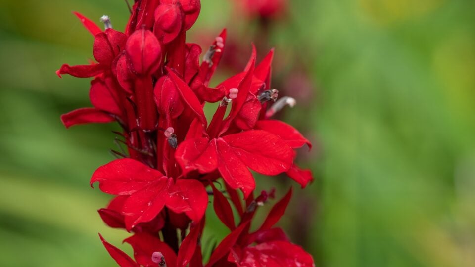 Want More Hummingbirds? Plant These Stunning Red Flowers