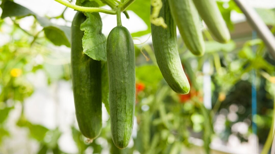 12 Fresh Vegetables And Fruits You Can Grow Year-Round