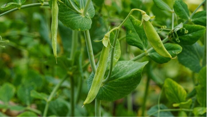 How To Grow Legumes To Feed You And Your Soil