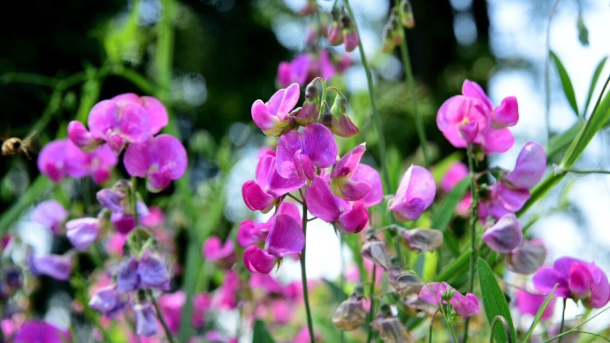 12 Most Fragrant Flowers Most Gardeners Love