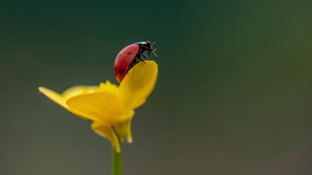Good Bugs Vs. Bad Bugs: What’s Really In Your Garden?