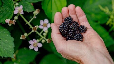 These Fruiting Vines Turn Fences And Trellises Into Edible Gardens