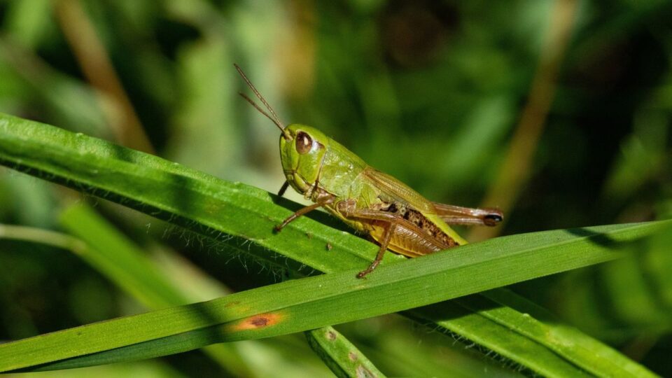 Your Worst Garden Enemies And How To Get Rid Of Them