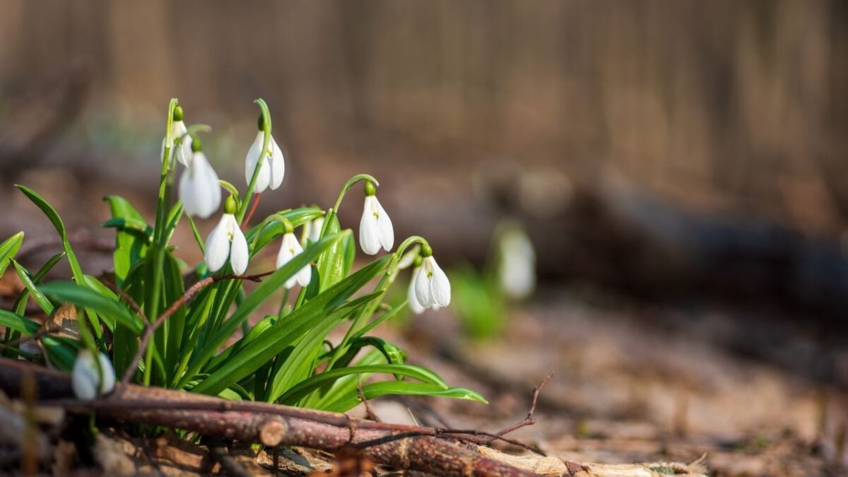 18 Gorgeous Bell-Shaped Flowers That Make A Garden Dreamy