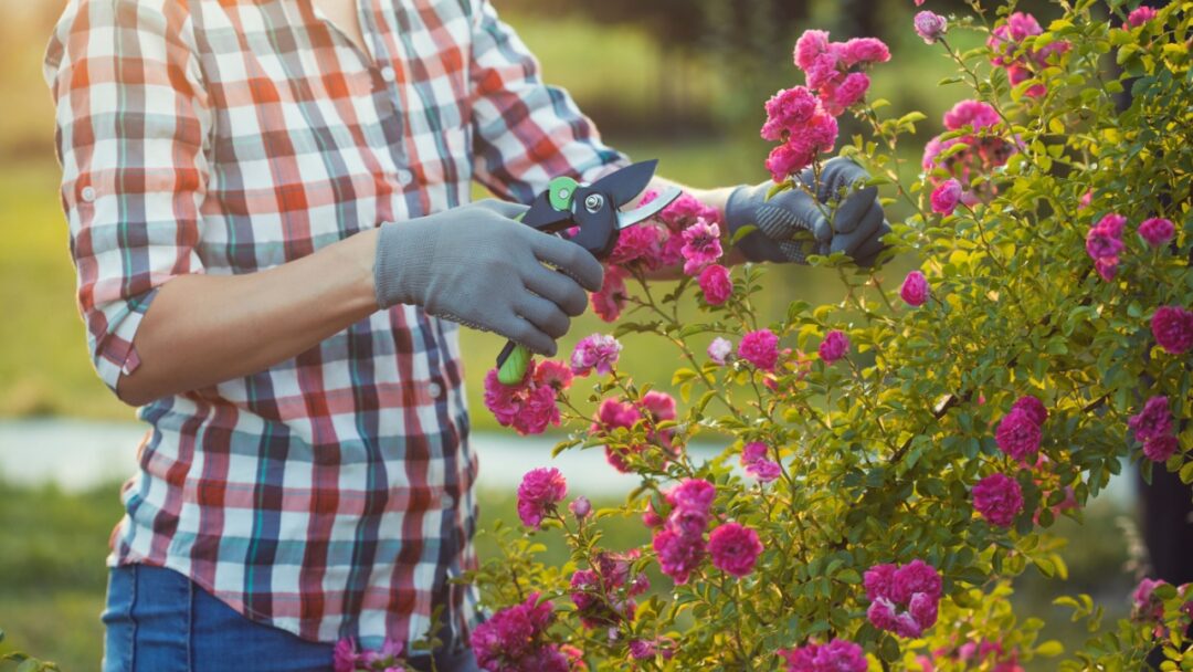 The Art Of Pruning Roses For Endless Flowers