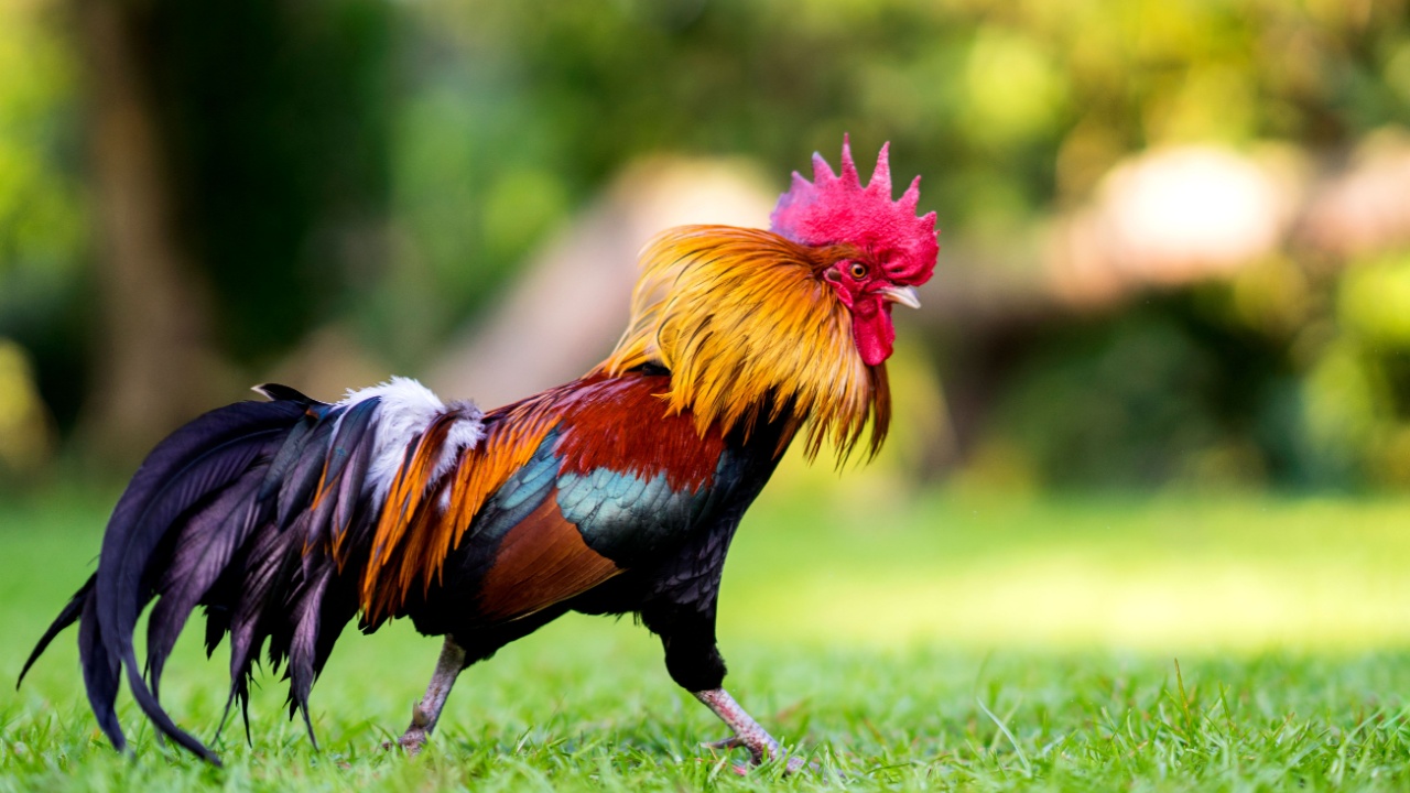 Turning A Ruffled Rooster Into A Garden Guardian