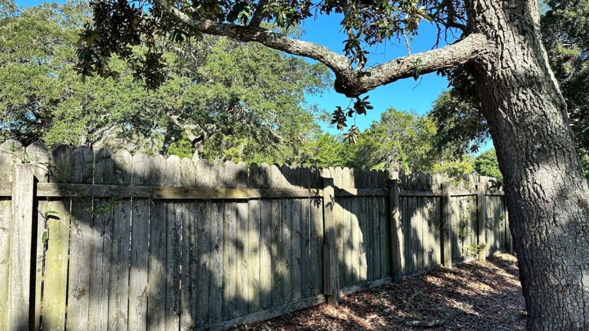 12 Tips To Get Coyotes Out Of The Yard For Good