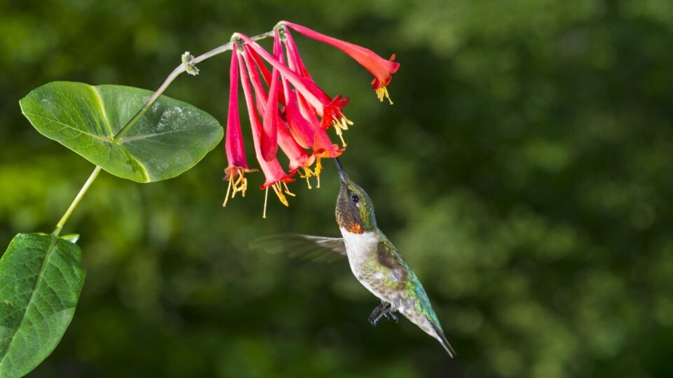 Want More Hummingbirds? Plant These Stunning Red Flowers
