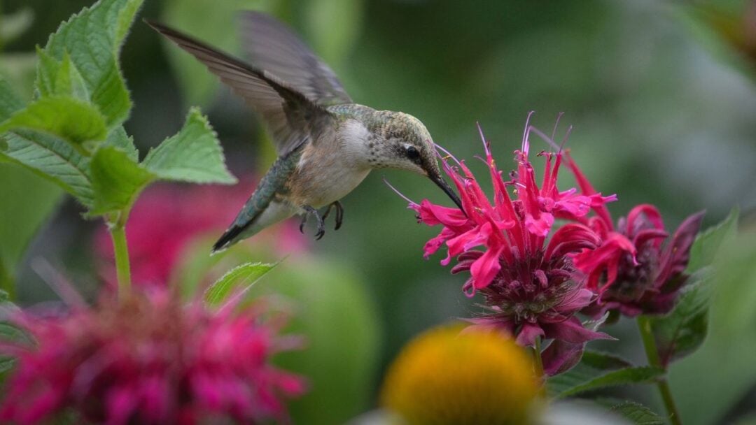 16 Container Plants That Hummingbirds Love
