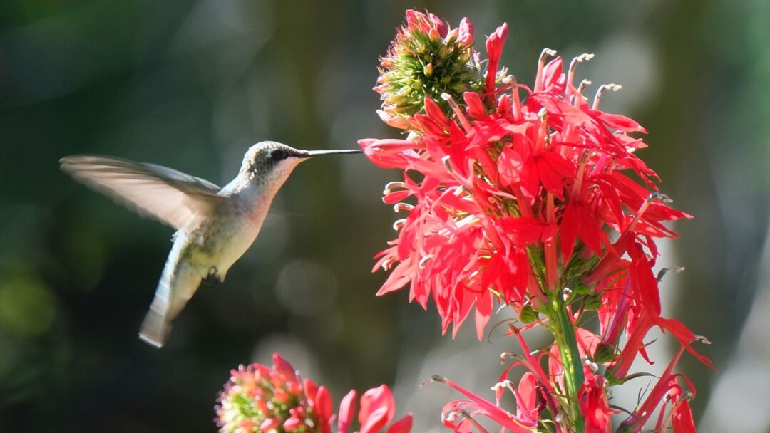 16 Container Plants That Hummingbirds Love