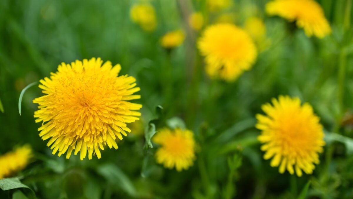 16 Flowers Rabbits Love To Nibble In Your Yard