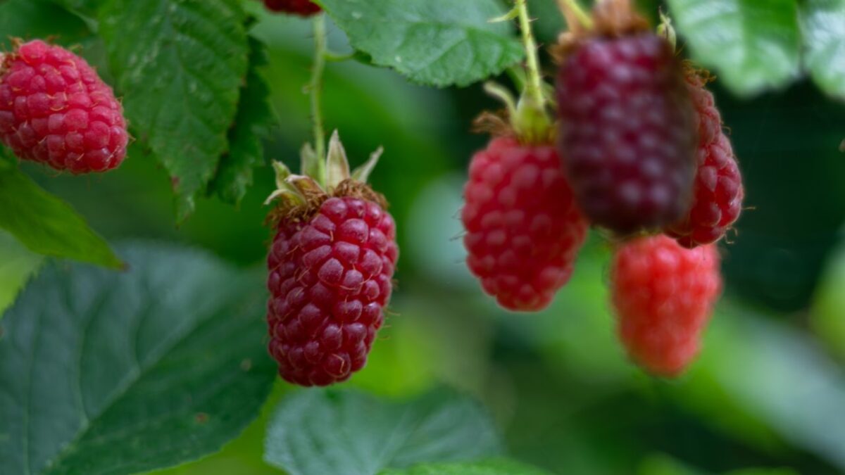 These Fruiting Vines Turn Fences And Trellises Into Edible Gardens