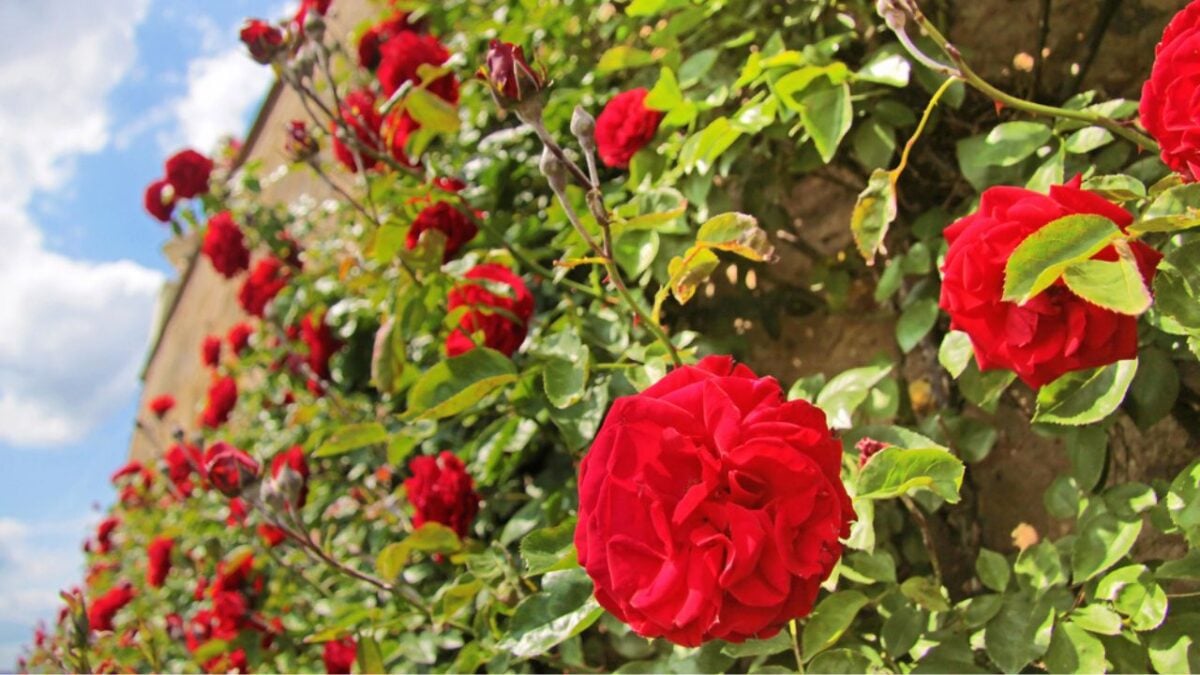 Stunning Ways To Landscape With Roses