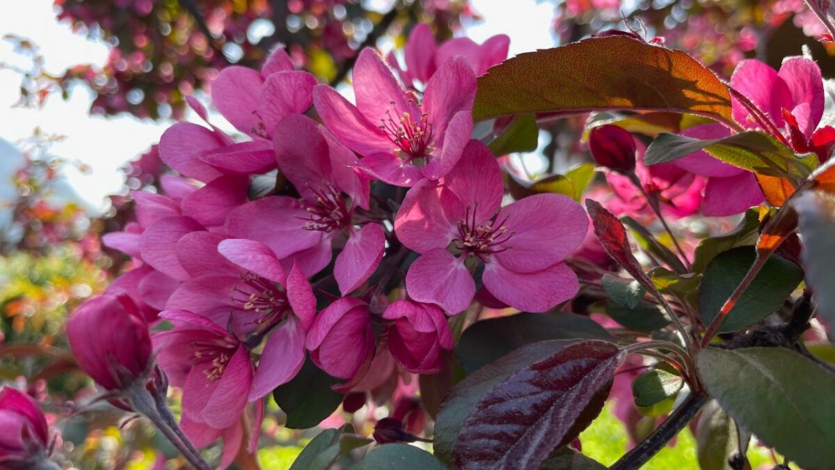 Small Flowering Trees For Pots: 12 Gorgeous Picks For Compact Yards
