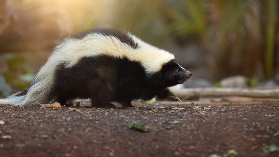 21 Animals To Spot In American Backyards