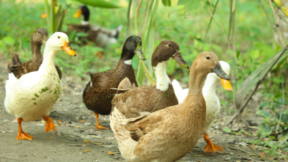 Why Every Garden Needs Duck Companions