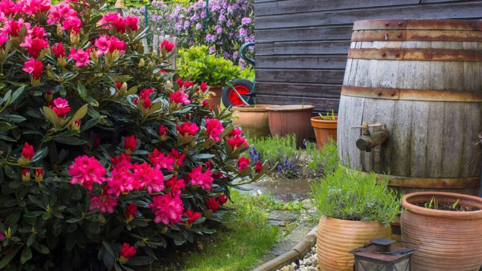 Creative Water Conservation Landscaping Ideas For A Greener Yard