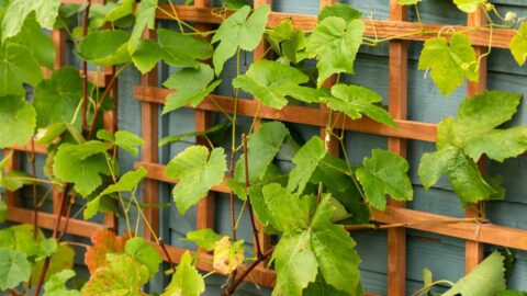 These Fruiting Vines Turn Fences And Trellises Into Edible Gardens