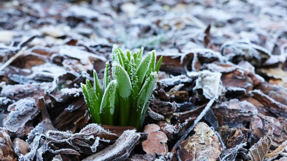 The Old Farmer's Almanac Just Released Its 2026 Last Frost Prediction ...