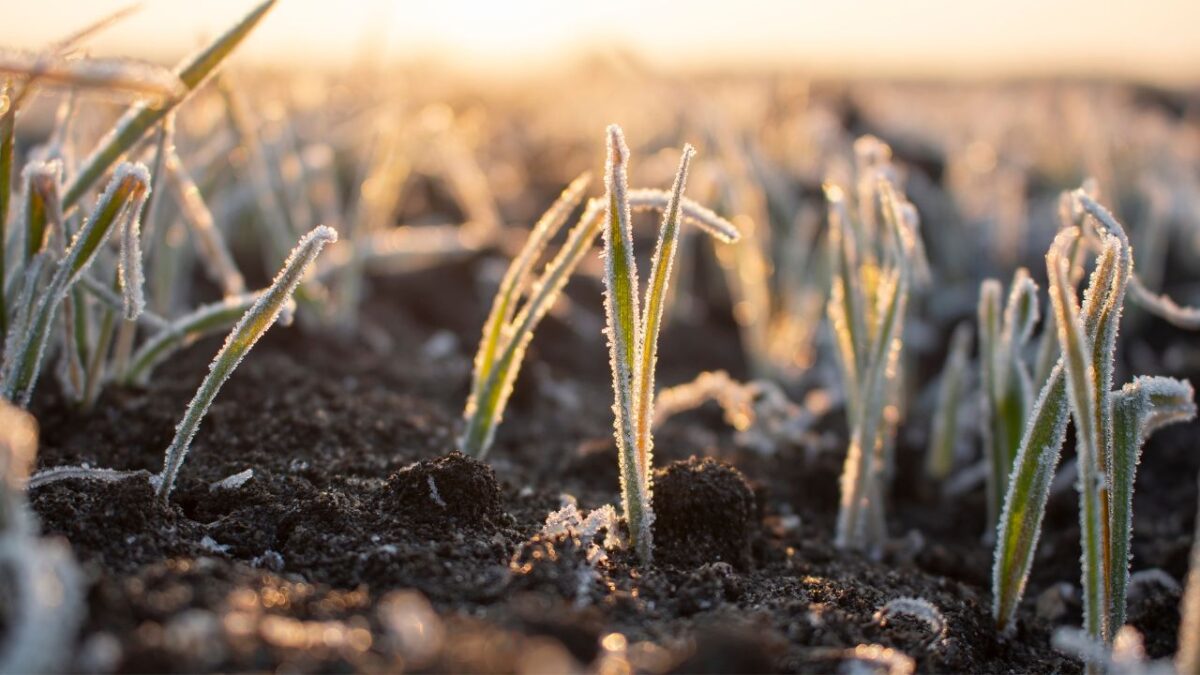 Frost Protection Tricks Every Gardener Should Use In Spring