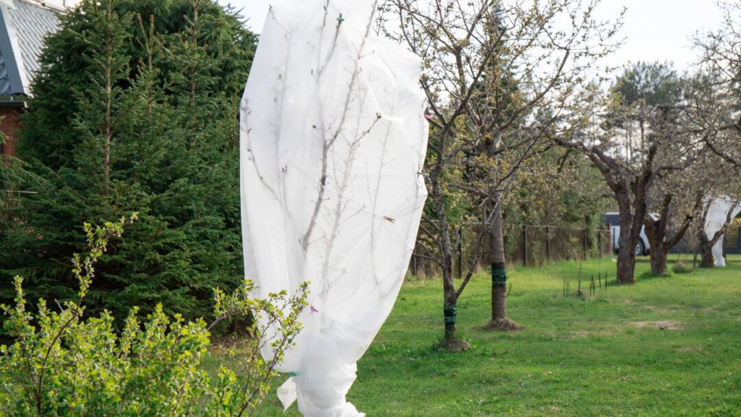 Frost Protection Tricks Every Gardener Should Use In Spring