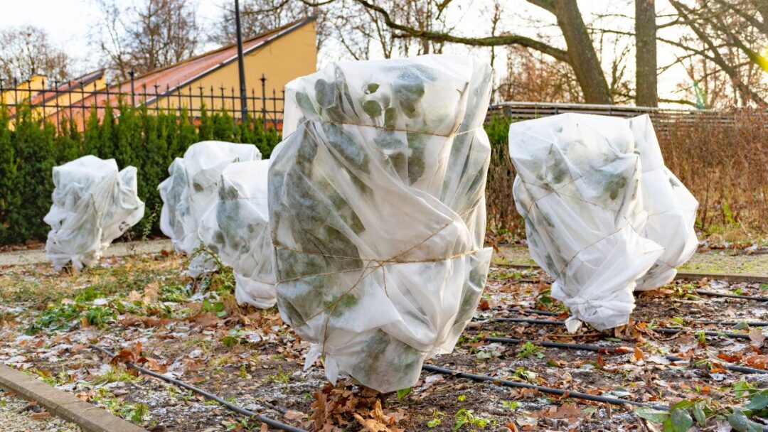 Frost Protection Tricks Every Gardener Should Use In Spring