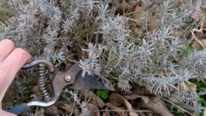 How To Keep Your Lavender Tree Happy And Thriving