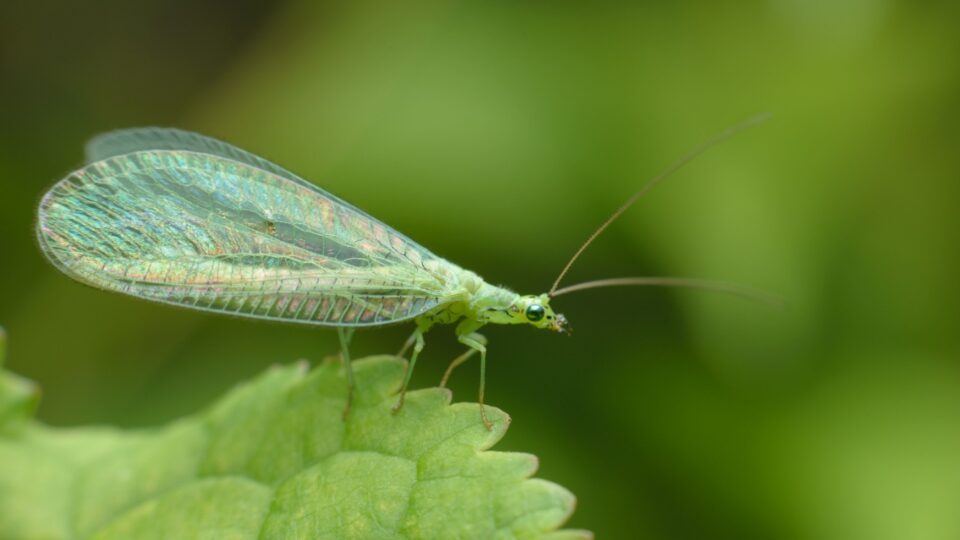 Forget The Spray—Let These Beneficial Garden Insects Do The Work