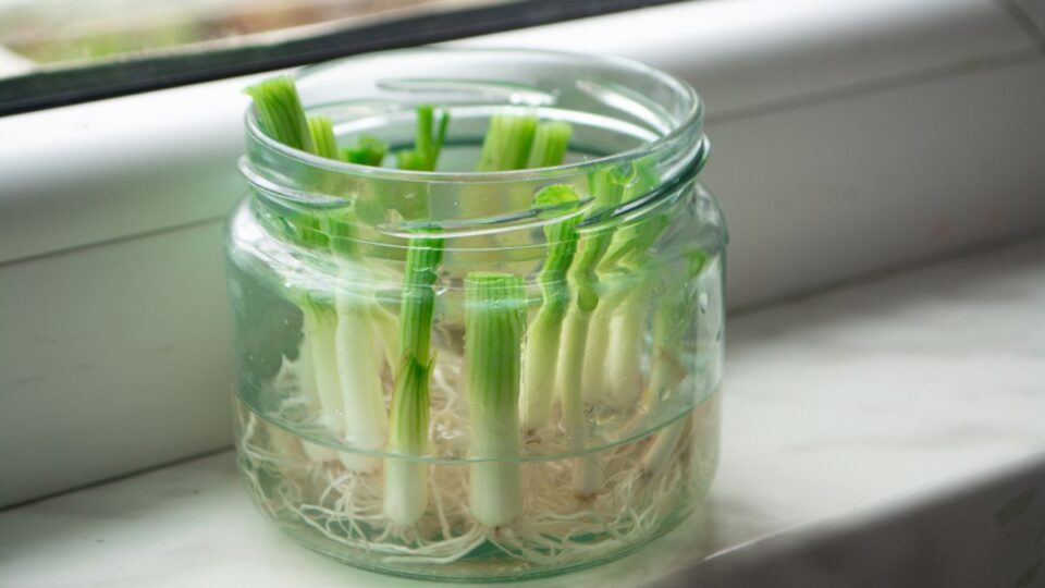 9 Herbs You Can Grow Indoors Year-Round