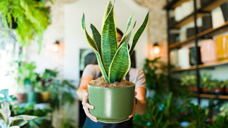 15 Indoor Plants That Thrive In Bright Light