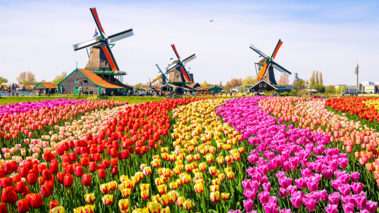 Iconic Flower Fields Worthy Of Your Bucket List