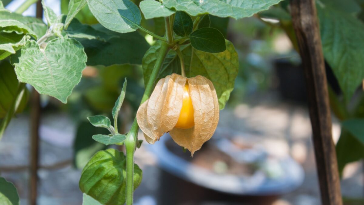 These Fruiting Vines Turn Fences And Trellises Into Edible Gardens