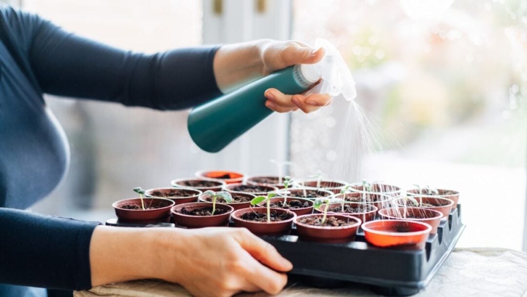 12 Reasons Your Seeds Aren't Sprouting (And How To Fix It Before It ...