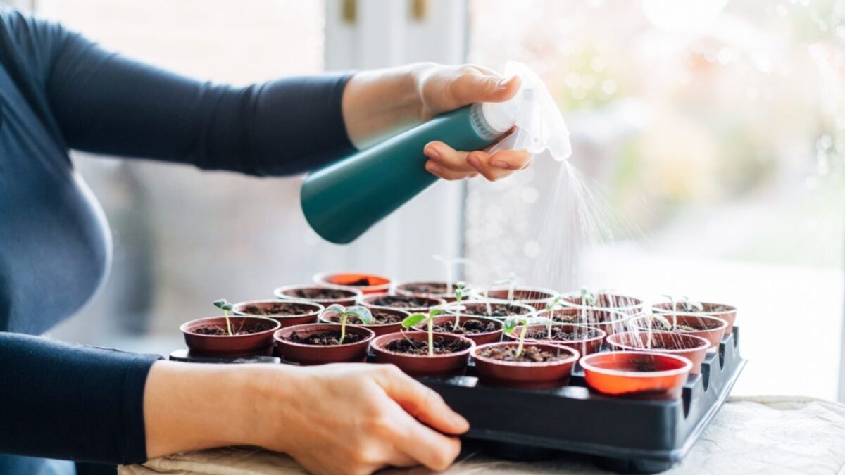 The Best Time To Start Seeds For A Thriving Garden, According To Experts