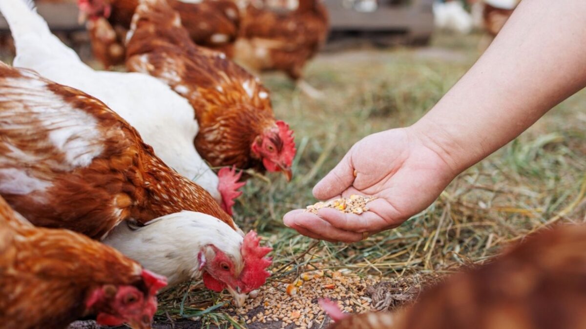 21 Things You Can't Legally Keep In Your Yard Without A Permit