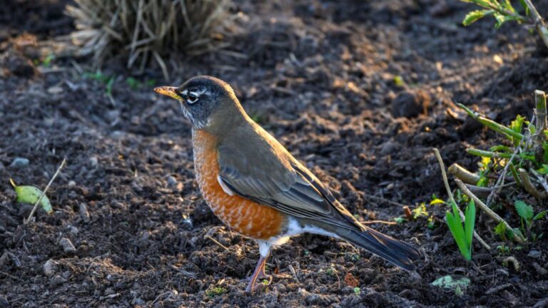Birds That Belong In Every Garden (And Why You Need Them)