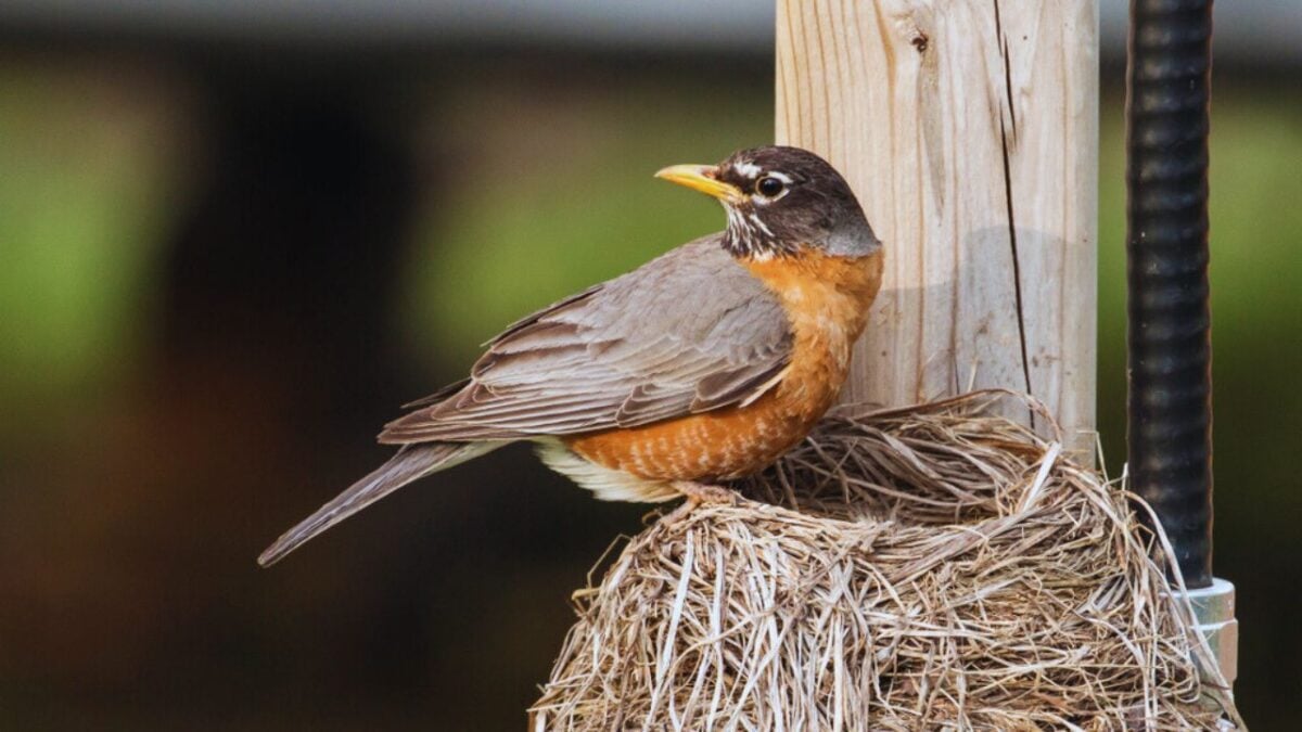 21 Animals To Spot In American Backyards