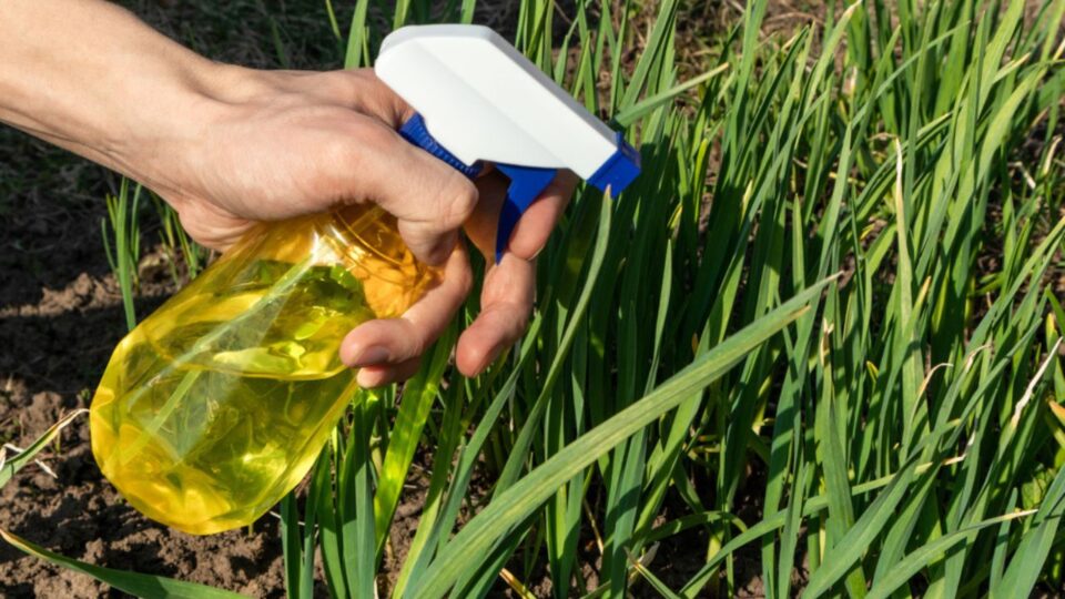 12 Natural Remedies To Get Rid Of Pesky Biting Bugs