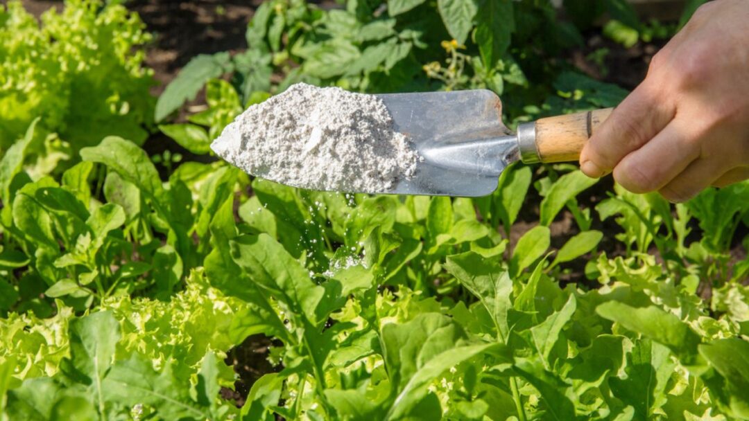8 Natural Ways To Get Rid Of Garden Weevils This Season