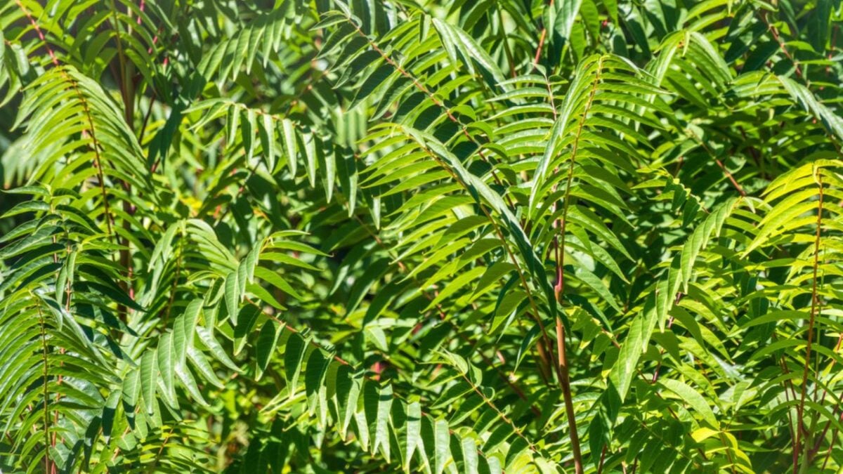 15 Invasive Plants To Keep Out Of The Yard This Season