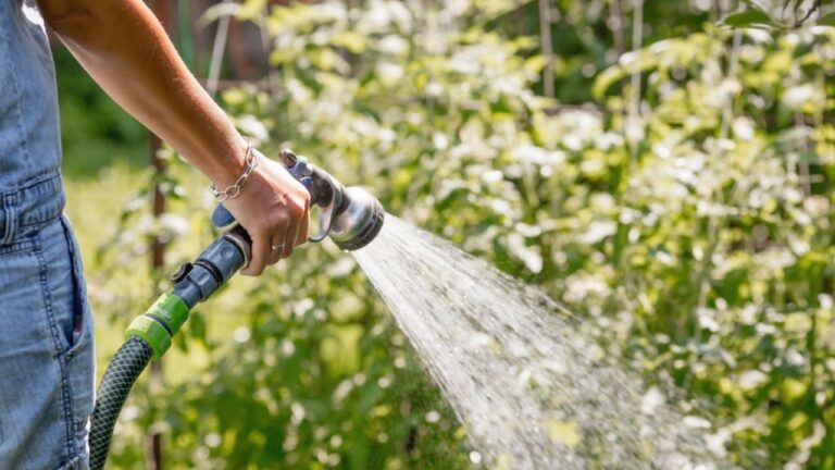 Experts Say These Are The Most Common Mistakes For Growing Tomatoes