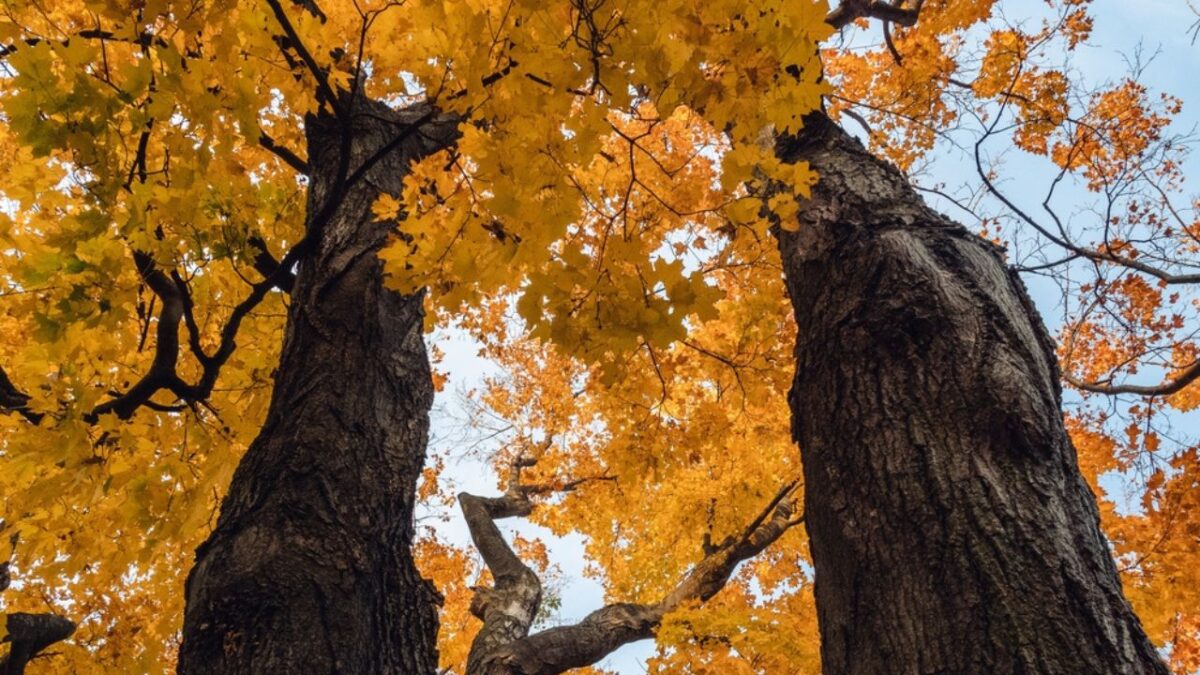 10 Trees That Aren't Worth Planting