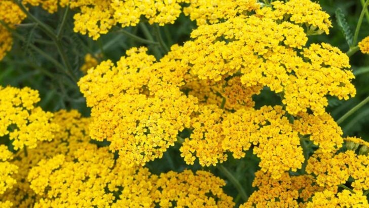 11 Bright Beautiful Yellow Perennials To Add To The Garden
