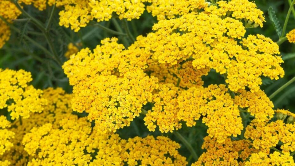 11 Perennial Yellow Flowers To Add Sunshine To Your Garden
