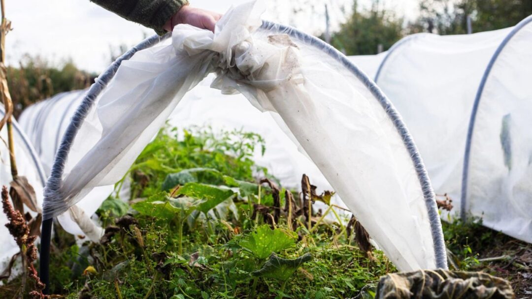 5 Simple Steps To Asparagus Beetle Control
