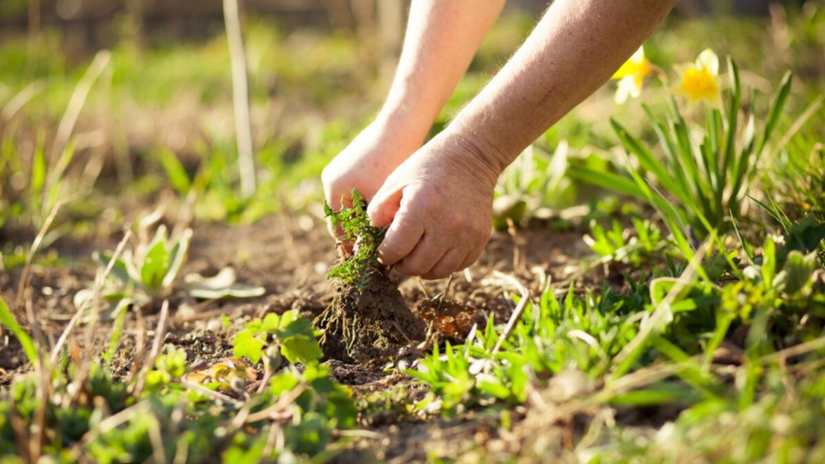 10 Simple Ways To Get Weeds Out Of Crakin The Driveway