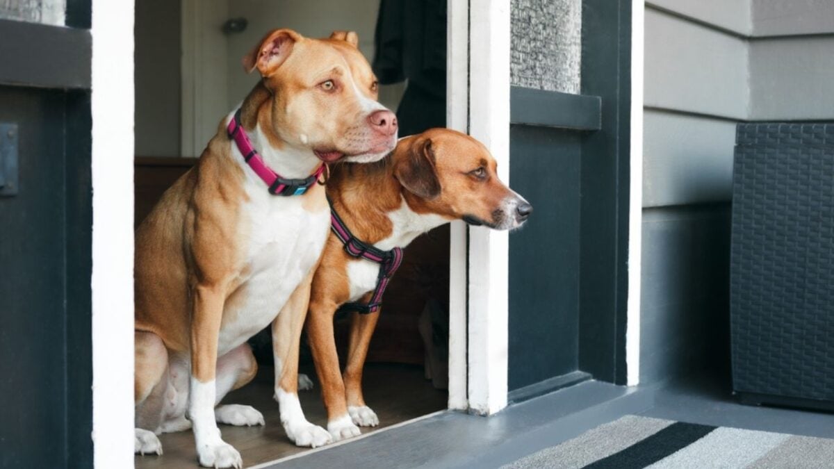 To Use A Fence Or Not: 10 Ways To Keep Your Dog In The Yard Safely