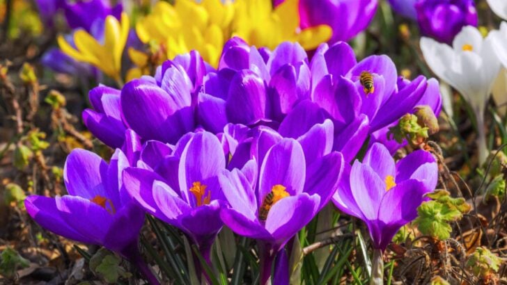 19 Beautiful Flowers To Grow For Year-Round Color